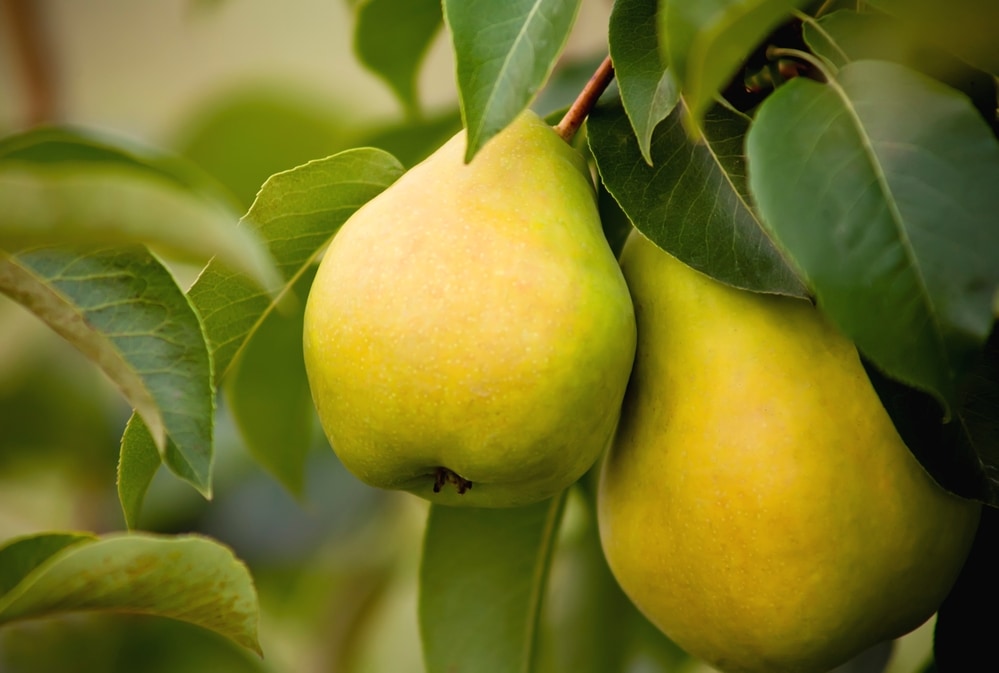Why Everyone Should Consider Adding Edible Fruit Trees To Their Yard ...