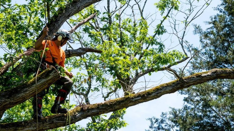 Tree Crown Restoration: Repairing Serious Damage to Trees - Greater ...